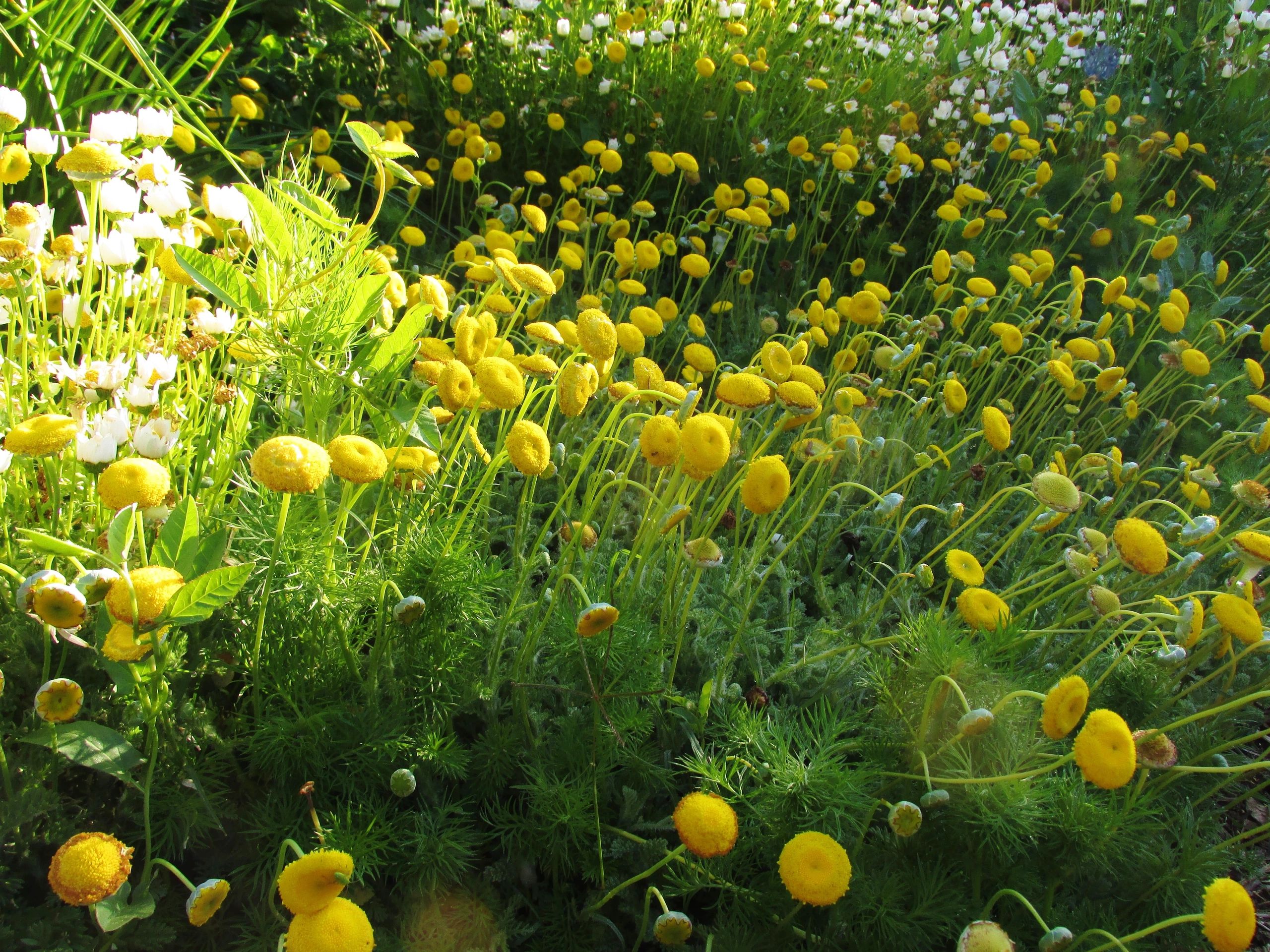 Cotula lineariloba ‘Big Yellow Moon’